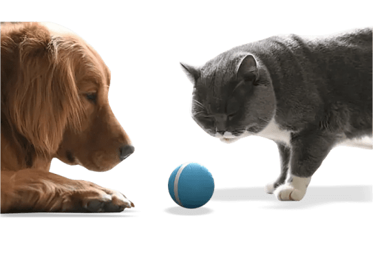 Automated Moving Ball, Pet Engagement Toy Ball, Safe Biting Materials ...